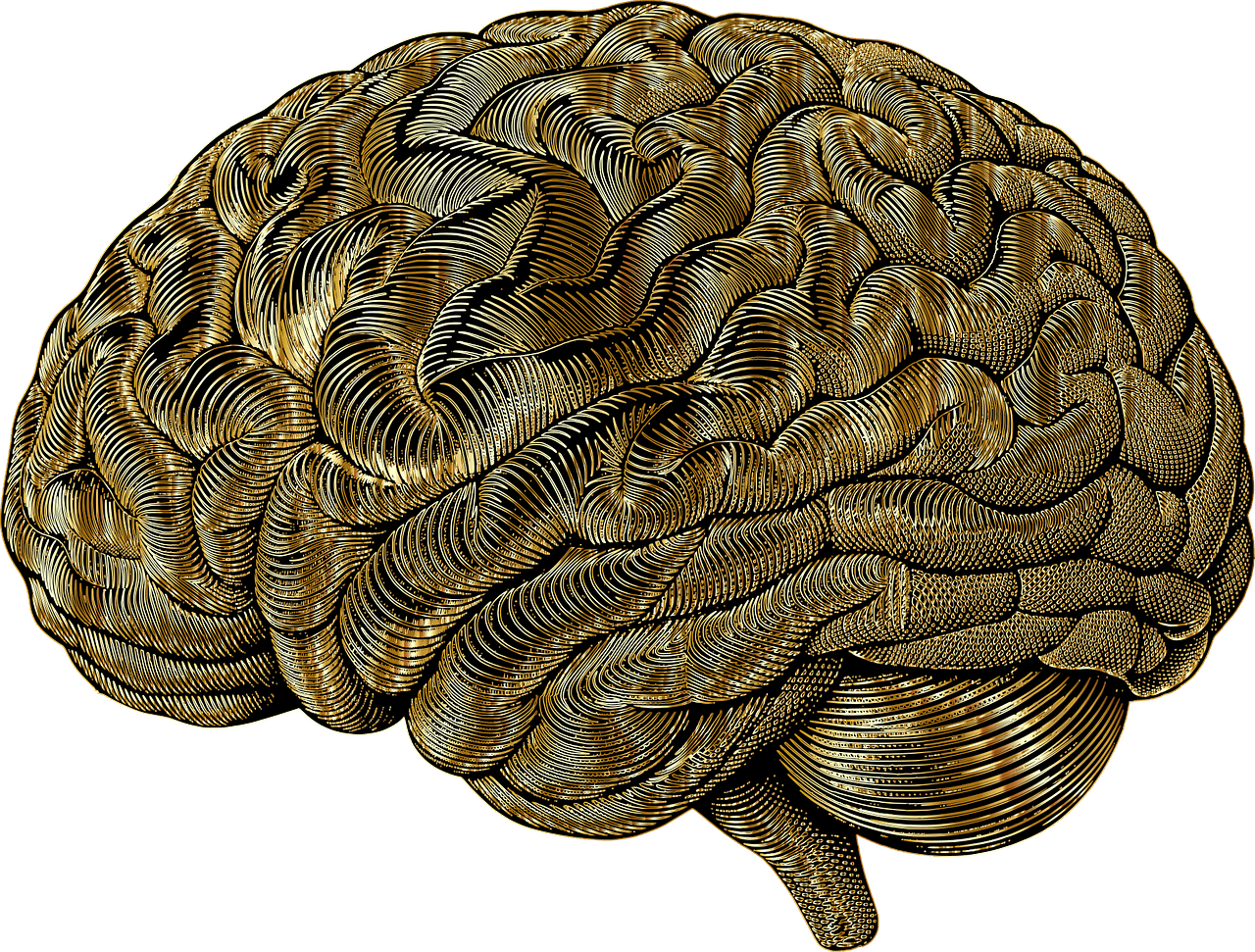 Exploring the Three Main Areas of Neuroscience in Leadership ...